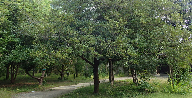 Isunoki – The hardest and heaviest tree | Tozando