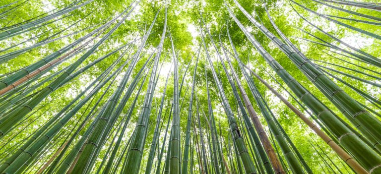 ALL ABOUT SHINAI – Past History to the Current Day | Tozando